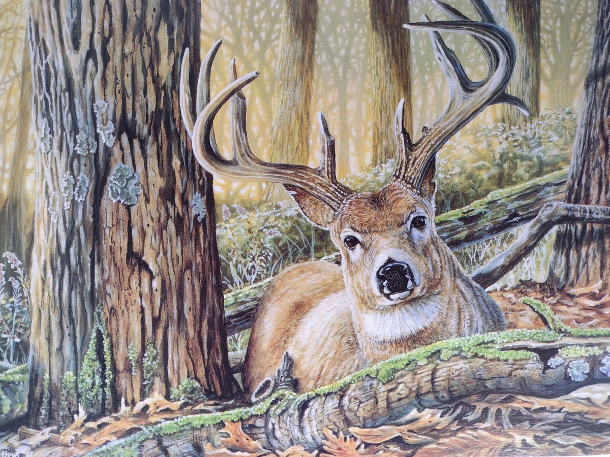 Monster Buck Coloring Pages