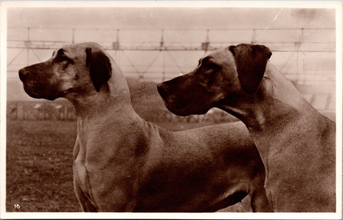 Postcard Great Dane Dog Boarhound Real Photo RPPC Unposted | eBay