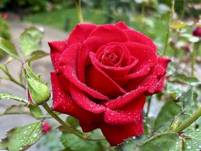 Fragrant-6”large flower-Red Rose, Proud Land Rose - 5 Cuttings for ...