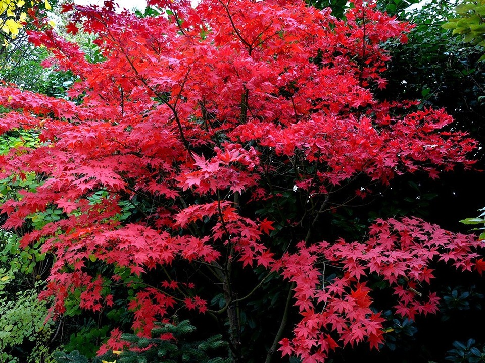 Acer Palmatum Bloodgood Japanese Red - Full Winter Hardy Maple Tree XXL ...