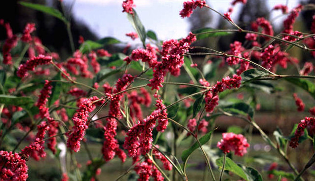 Polygonum Orientale Seeds - Cottage Country Garden Flower - VERY RARE ...