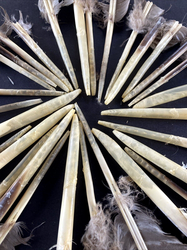 Lot of (30) used feather quills, no feathers just the quills 3"-4" | eBay