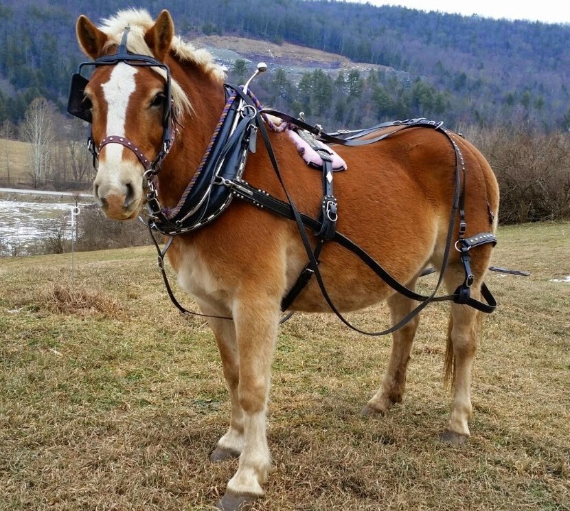 Amish Made Flashy, Studded Biothane Harness Haflinger, Large Pony ...