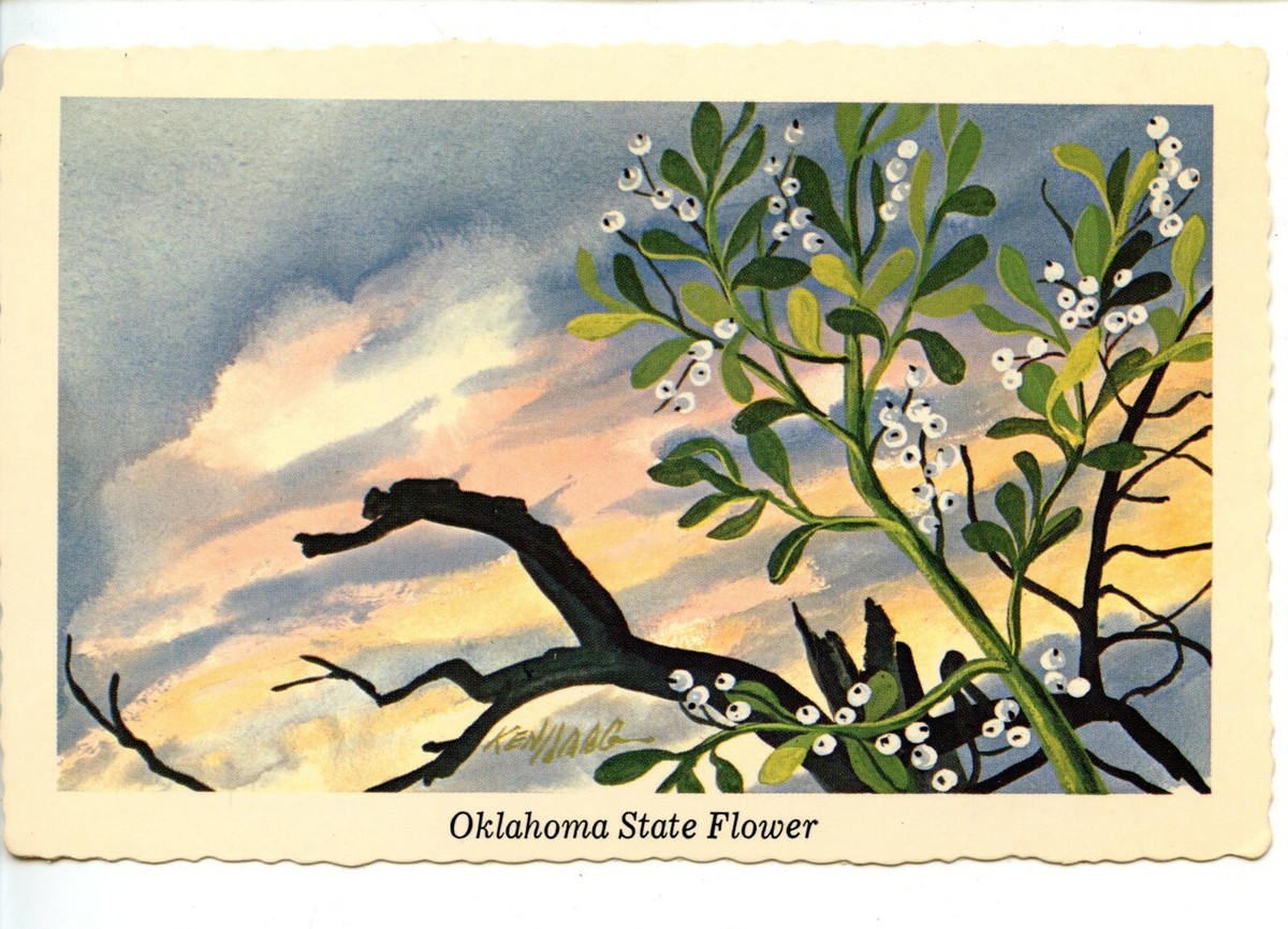 Oklahoma State Flower Oklahoma State Flower – Oklahoma Rose