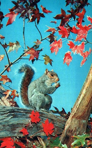Squirrel Sitting in Fall Tree Eating Acorn Boston MA Vintage Chrome ...