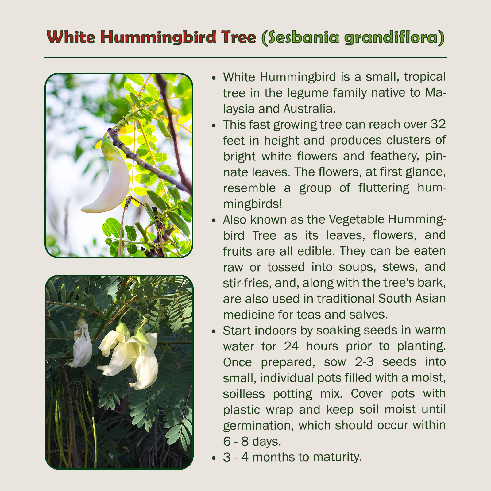 20 White Hummingbird Tree Seeds, Sesbania grandiflora, Edible, Genuine ...