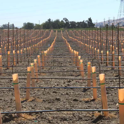Grow Tubes For Vines Vineyards Orchard Plantra Jump Start | eBay