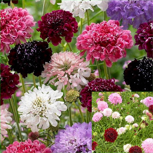SCABIOSA DWARF DOUBLE FLOWERED MIXED 30 Seeds Grow FLOWERS Beautiful ...