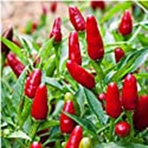 Thai Hot Ornamental Hot Peppers Seeds (((25 Seed Packet))) (More ...