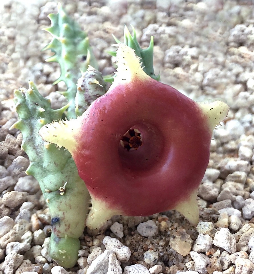 Succulent Plant--Huernia somalica--ONE UNROOTED SEGMENT! | eBay