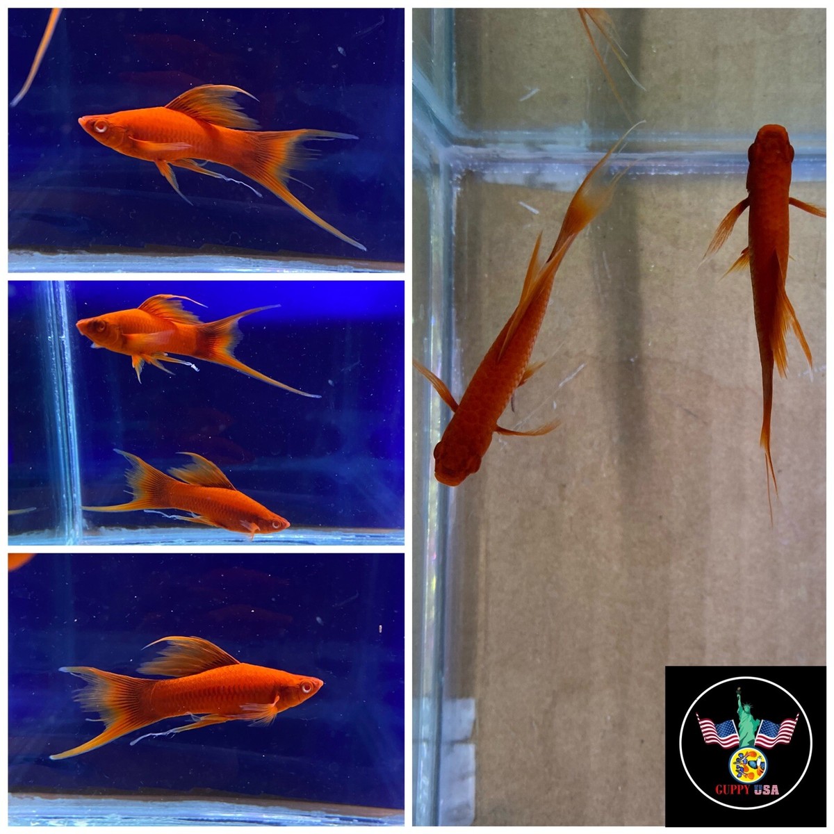 Swordtail Fish Types