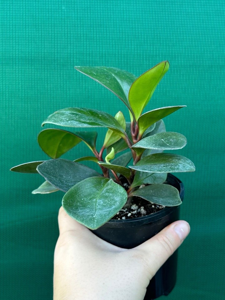 Peperomia ‘Red Edge’ (Established Plant) EASY CARE PLANT | eBay Australia