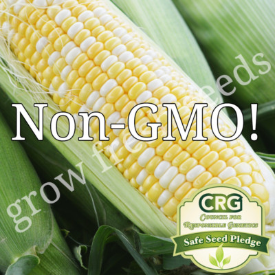 Serendipity Corn Seeds | Bulk Non-GMO Sweet Corn Garden Seeds UNTREATED ...