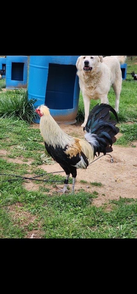 12+ Flarry Eyed Grey gamefowl hatching eggs !! | eBay