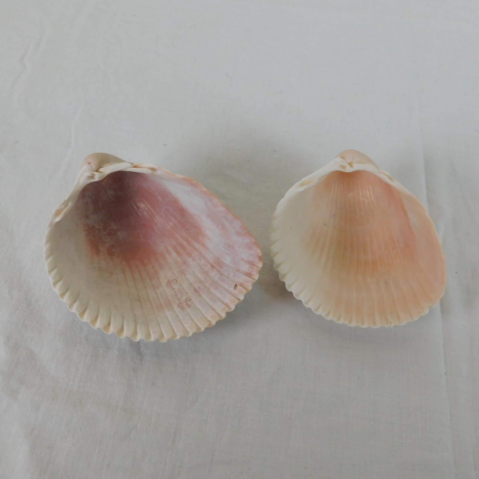 Lot of 10 Cockle Shells Ocean Beach Decor Aquarium Craft Ocean Sea ...