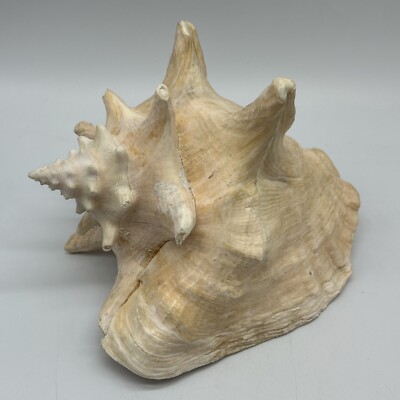 2.1# Conch Seashell (Pink) - Bahamas Pink Conch Shell Ocean Beach ...