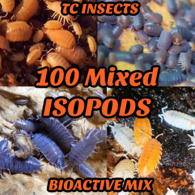 ☆100ct MIXED SPECIES ISOPODS FEEDER Bioactive Isopod Vivarium Pillbug ...