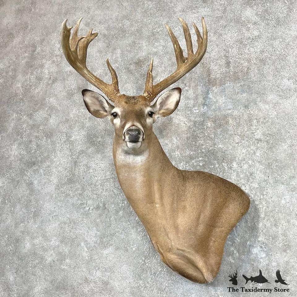 #26913 EL | Whitetail Deer Wall Pedestal Mount For Sale | eBay