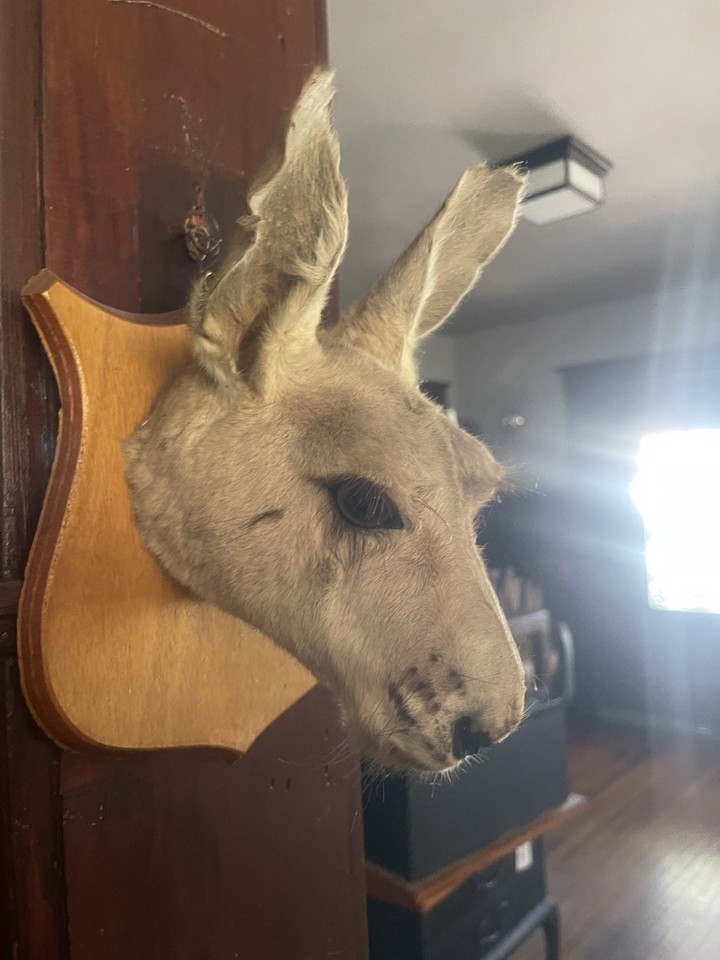 Kangaroo Taxidermy Bust Head Mount Plaque Vintage Rare | eBay