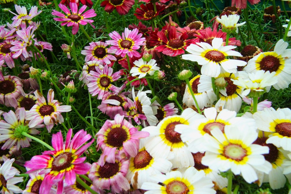 Painted Mix Daisy Seeds | Rainbow Sunflower Wildflower Daisies Flower ...