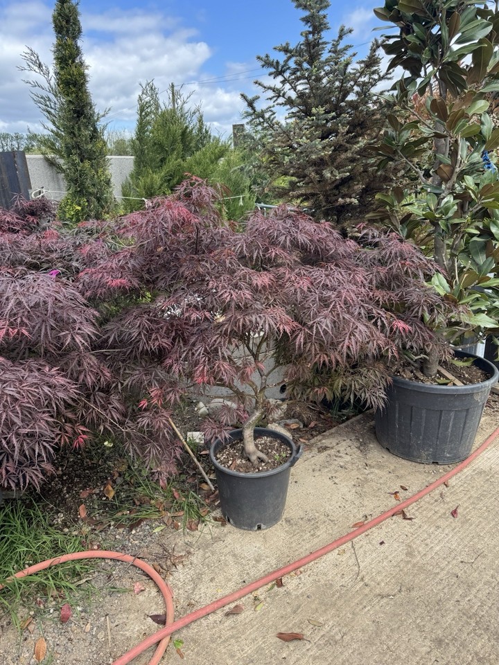 acer tree japanese maple Trunk 3 Ft Height Width 2 Meter large Tree ...