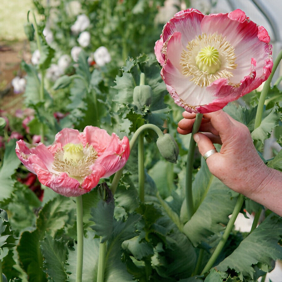 1000 Giant Rattle Poppy Seeds - P. Somniferum - Massive Seed Heads&Huge ...
