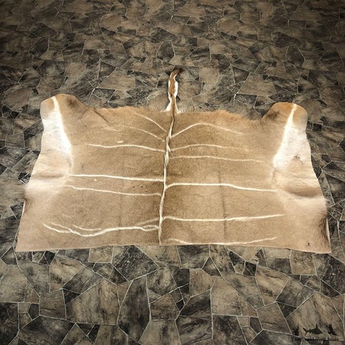 #20069 EL | Greater Kudu Hide Taxidermy Mount - Skin | eBay