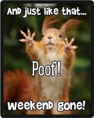 Funny Squirrel Humor Poof Weekend Gone Refrigerator Magnet | eBay