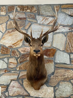 10 Point Elk Head & Shoulder Taxidermy Mount 46” wide by 60” tall ...