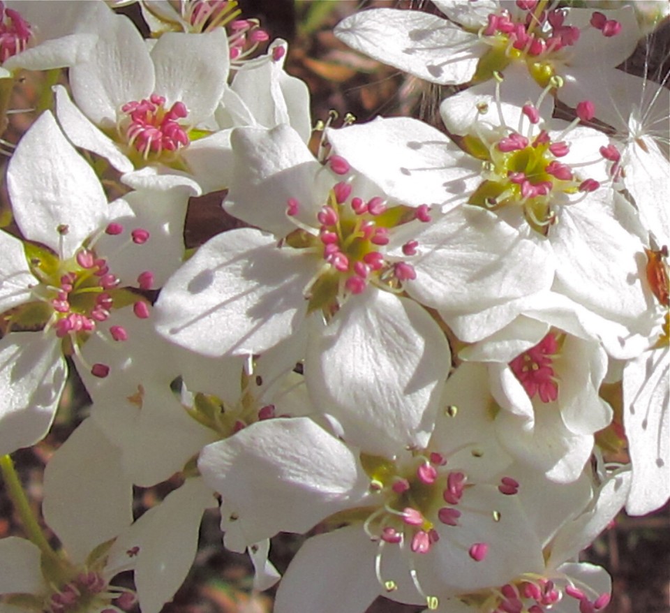 Bradford Pear, (Callery Pear), Pyrus calleryana, Tree Seeds (Fast, Fall ...
