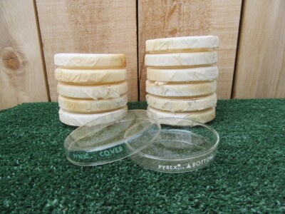 Lab Glassware - Pyrex Petri Dishes
