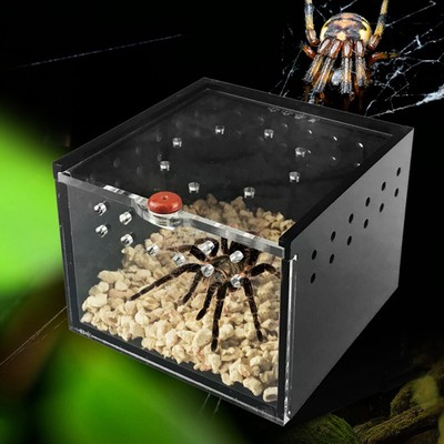 Acrylic Jumping Spider Rearing Box Small Mantis Landscaping Spider ...