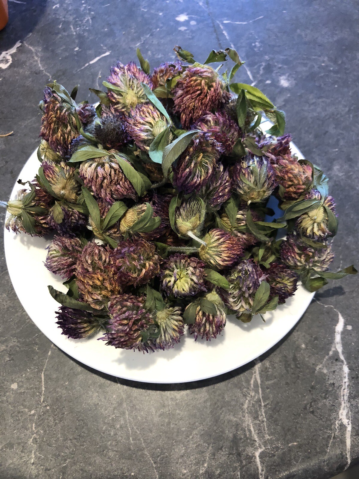 Whole Red Clover Flowers Dried 20 Grams Organic | eBay Australia