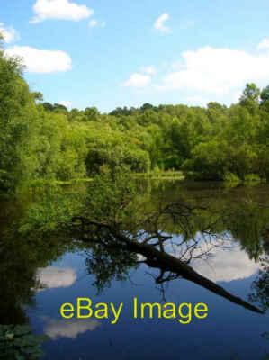Photo 6x4 Pond, Woolbeding Common Queen's Corner Viewed from the ...