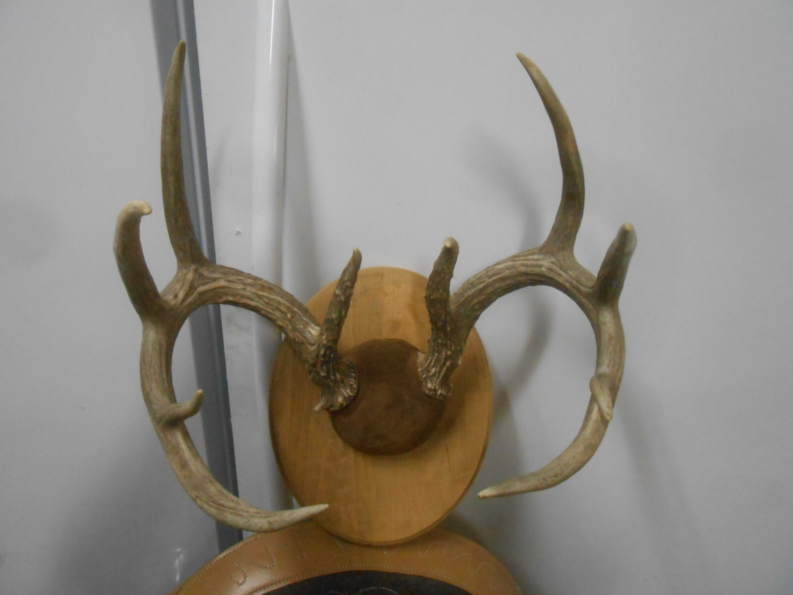 Nice 5x5 WHITETAIL DEER RACK ON PLAQUE mule antlers sheds taxidermy elk ...