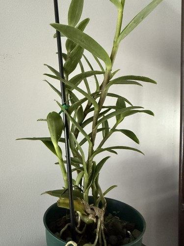 HALF PRICE SALE Epidendrum radicans ORANGE BARE ROOT Reed Stem Orchid ...