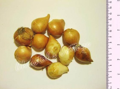Purple & White Mixed Tulip Spring Flowering Gardening Bulb Corm ...