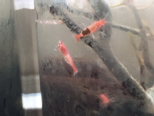 8 Hawaiian Red Shrimp Opae Ula Halocaridina Rubra Volcano Shrimp + Food ...