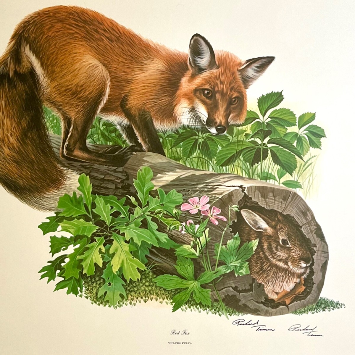 Vintage Wildlife Drawings Vintage Wading Bird Print, English, Framed