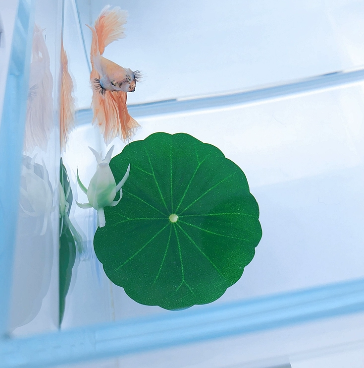 New Betta Bed Hammock Betta Fish Lotus style Pad Artificial Fish Tank ...