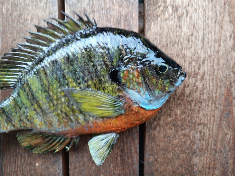 Beautiful New Real Skin Thick 9 Plus Inch Bluegill Sunfish Taxidermy ...