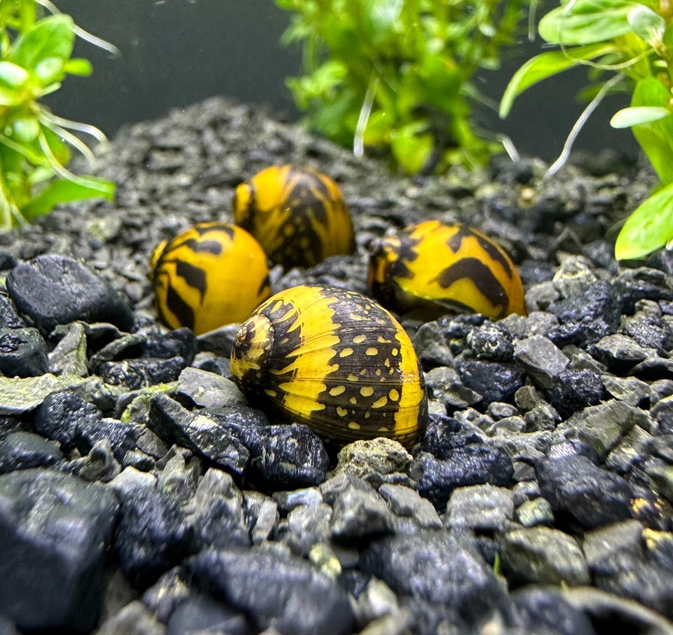 5 Premium Nerite Snails Pack (Neritina sp) Live Freshwater Snail Plants ...