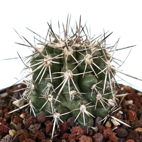 Copiapoa atacamensis PP306 - | eBay