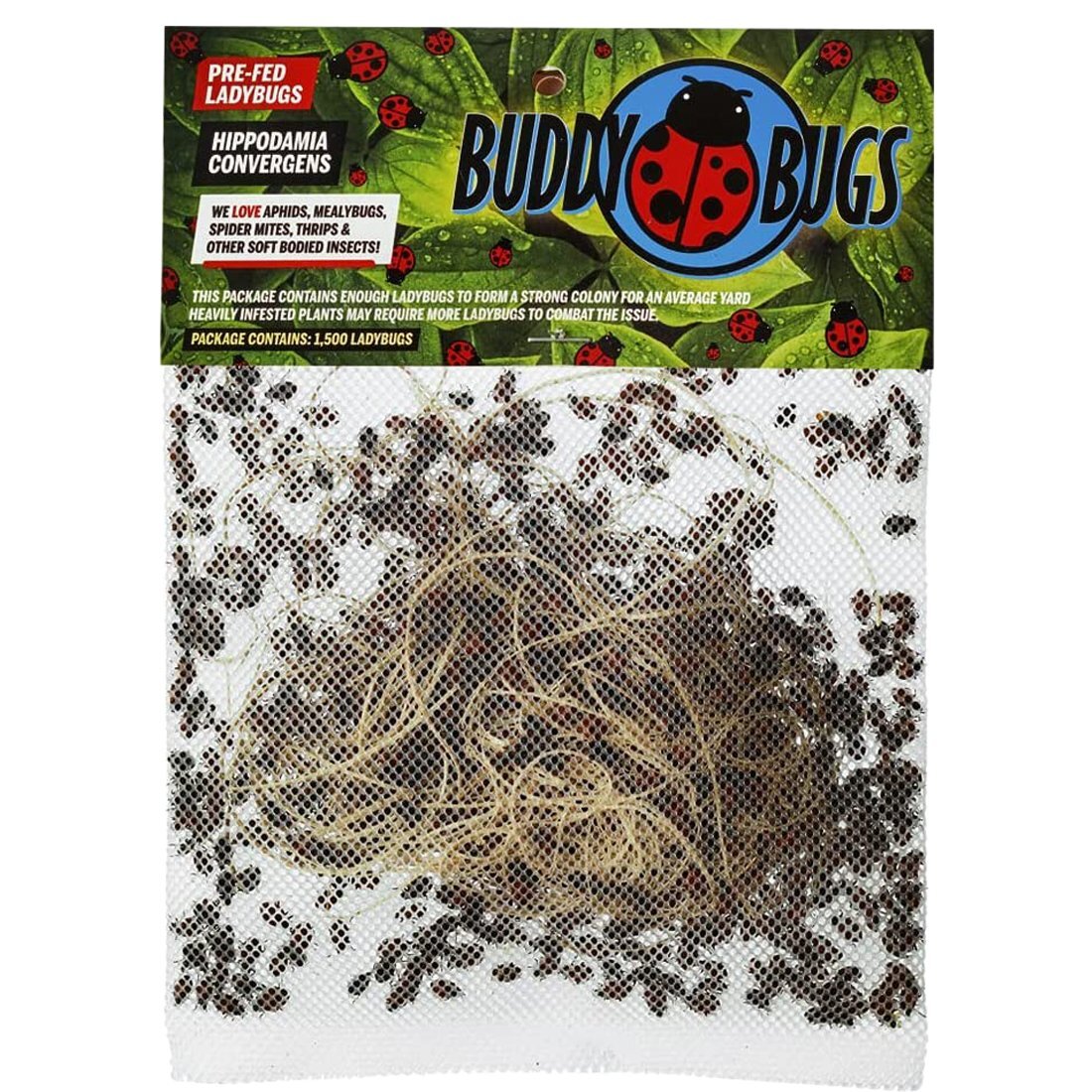 Buddy Bugs 1500 Fresh Live Ladybugs for Garden | Guaranteed Live Delivery 681541189807 | eBay