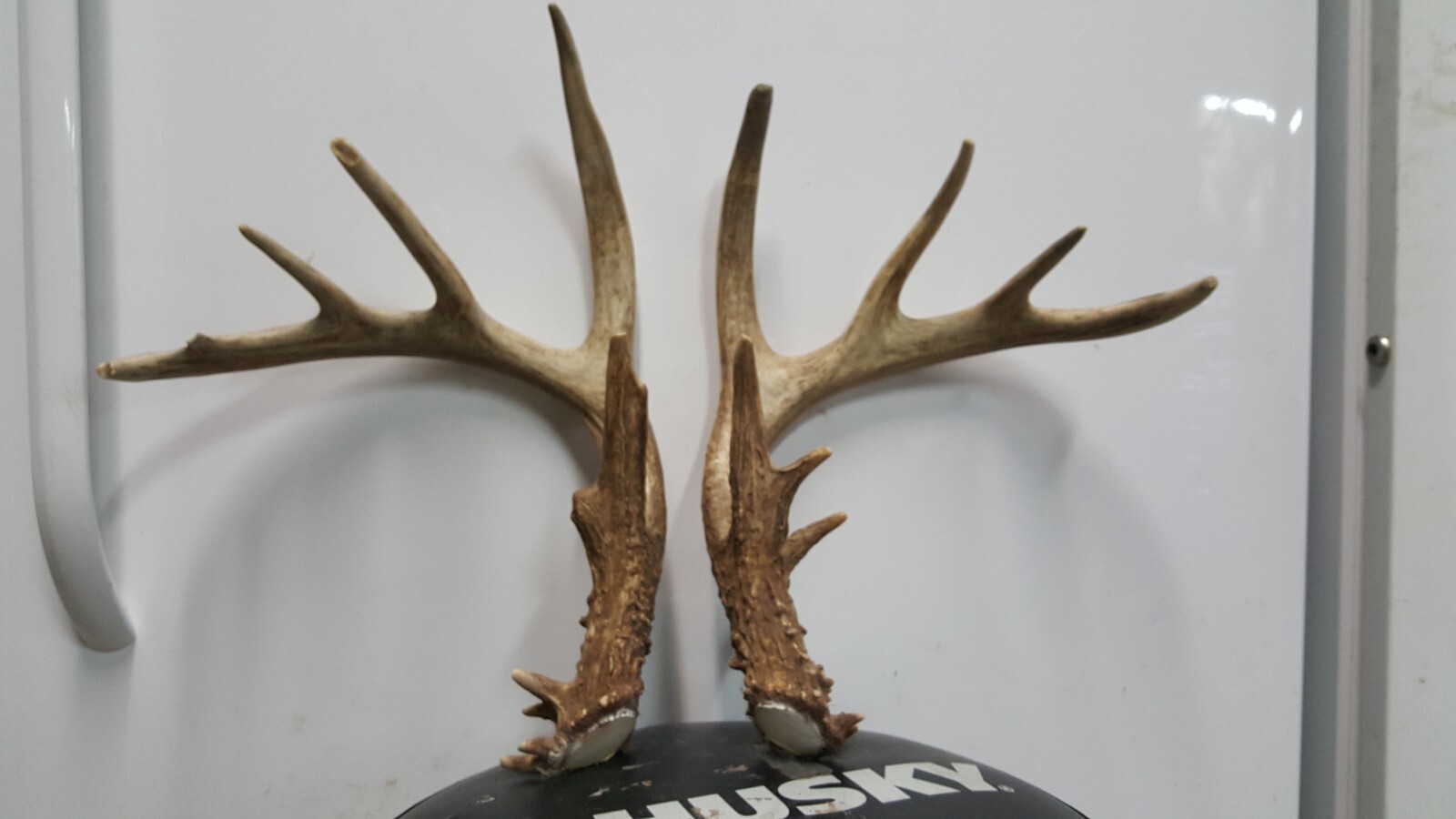 7x7 WHITETAIL DEER 145 0/8 ANTLERS mule mount taxidermy sheds elk rack ...