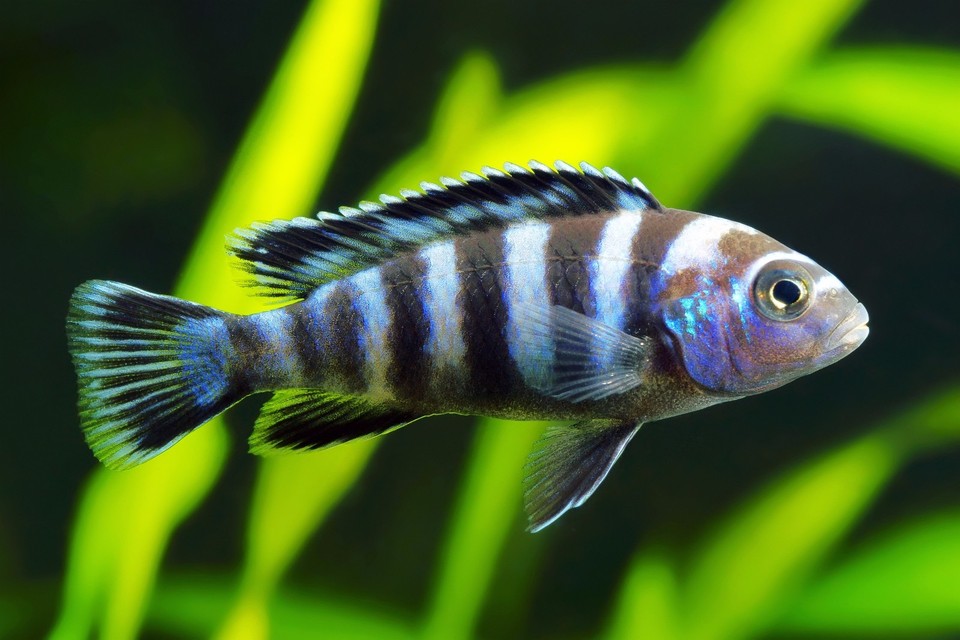 ABF Ultra Sinking Krill Pellet 9mm & 12mm Mix,Cichlids,Carnivore ...