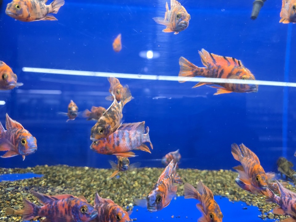 LIVE SUPER RED OB PEACOCK AFRICAN CICHLID 2.5"-3" UNSEXED (combined ...