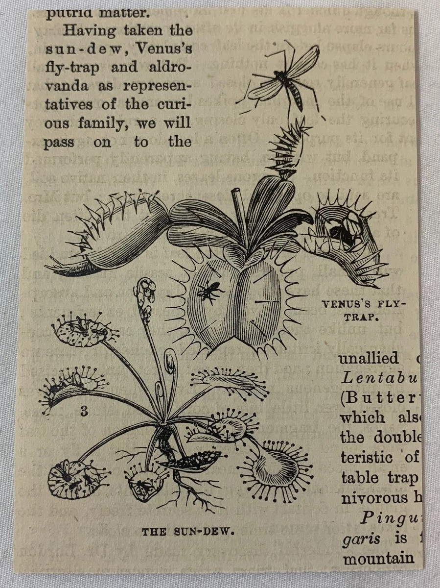 Venus Flytrap Reproduction
