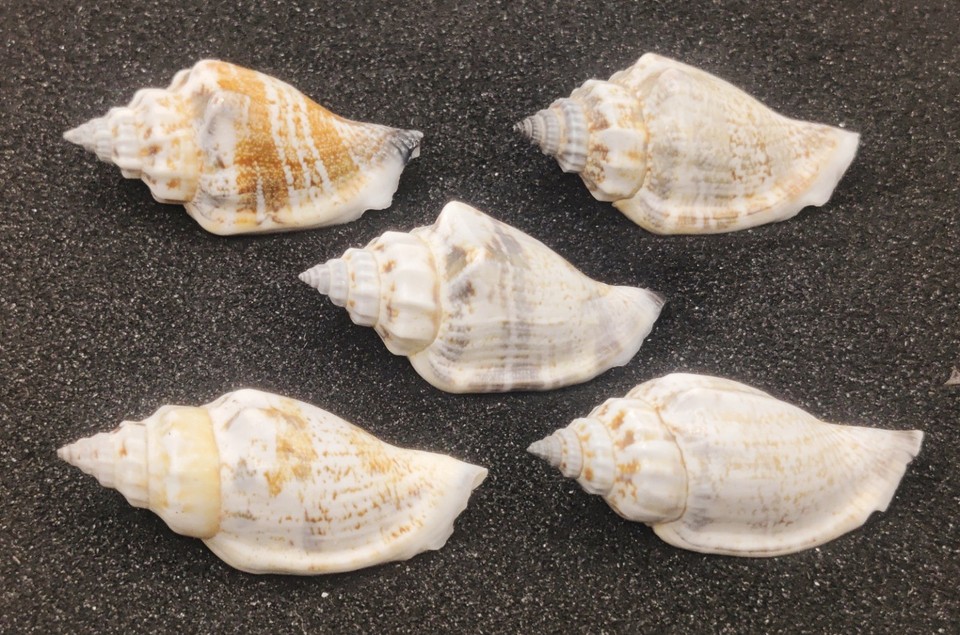 Hermit Crab Shells Homes Natural Seashells Replacement Shells for ...