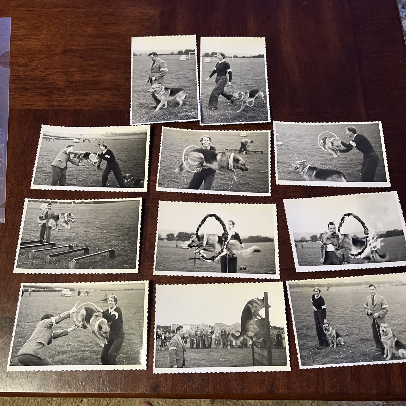 Lot - German Shepherd - Search Dog Training World War WWII - 1940s ...